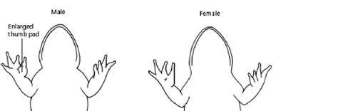 40 Male And Female Of Frog Download Scientific Diagram