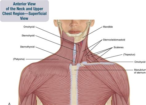 Muscles Of The Spine And Rib Cage Musculoskeletal Key