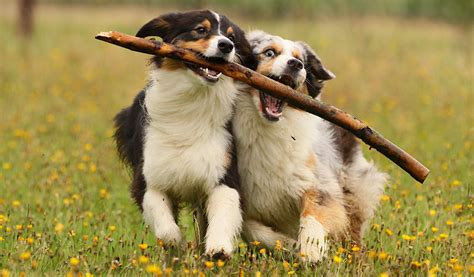 Comment Choisir Son Chien Jardiland