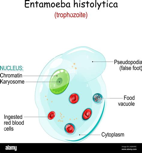 Entamoeba Histolytica Hi Res Stock Photography And Images Alamy
