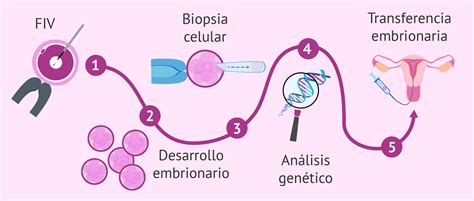 Cuál es el procedimiento del diagnóstico genético preimplantacional
