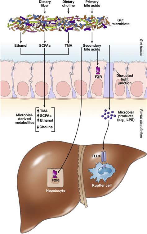 Emerging Role Of The Gut Microbiome In Nonalcoholic Fatty Liver Disease From Composition To