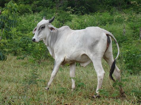 Vaca O gado bovino é composto por bois termo que em sen Flickr