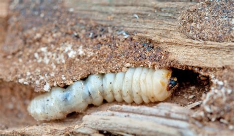 Insecte Bois Maison Bruit Home Alqu