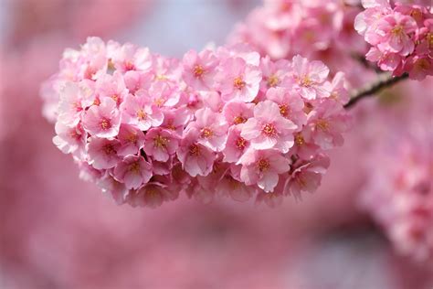 Cherry Blossom Wallpapers Hd Wallpaper Cave