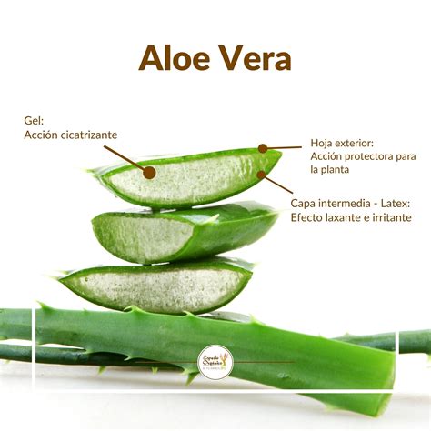 El Aloe Vera Propiedades Y Beneficios Para Tu Salud