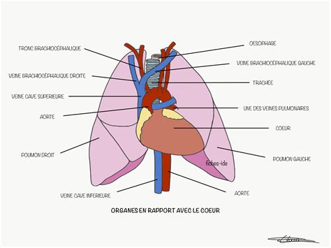 Organes En Rapport Avec Le Coeur Fiches IDE