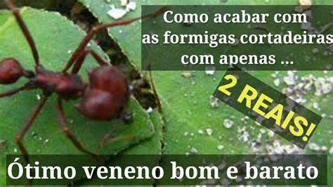 Como Combater Formigas Cortadeiras YouTube