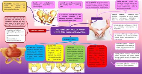 Ginecologia Y Obstetricia Anatom A Del Canal De Parto Y Pelvimetria