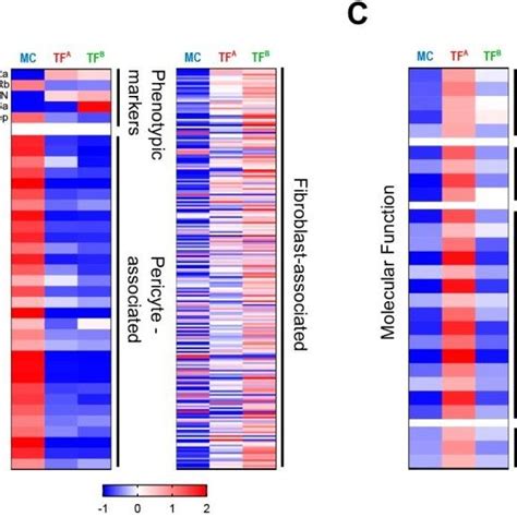 genome wide transcriptomic analysis of tf subsets identifies stages download scientific