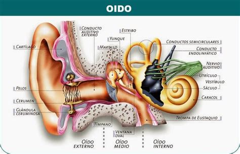 El oído externo oído medio y oído interno y sus partes Material para