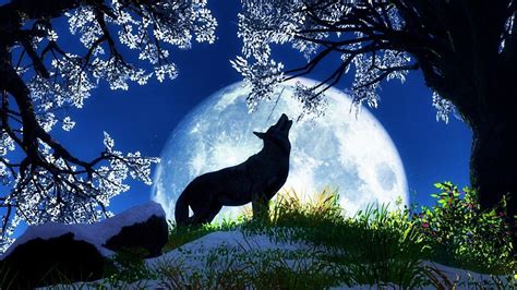Wolf Moon HD Desktop papel de parede Widescreen Alta definição