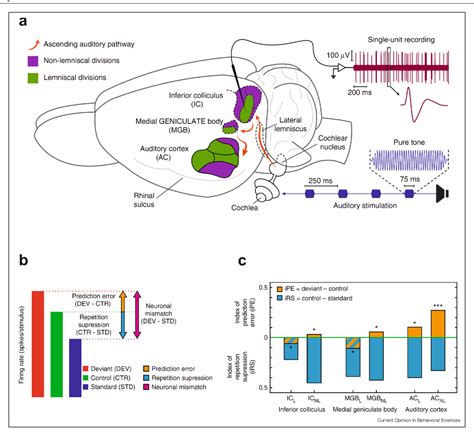 figure 1 from contributions of the subcortical auditory system to predictive coding and the
