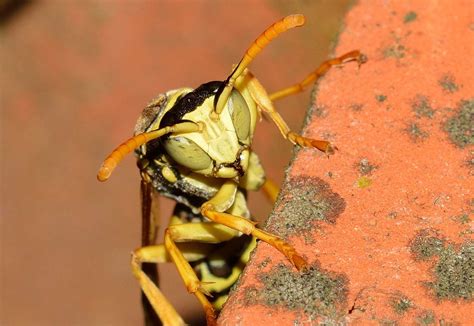 Insekten Hymenopteren Wespe Kostenloses Foto Auf Pixabay Pixabay