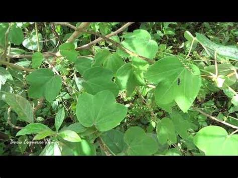 Passiflora En El Rvs Bosques Nublados De Udima Youtube