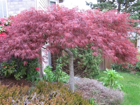 Weeping Japanese Maple Bonsai