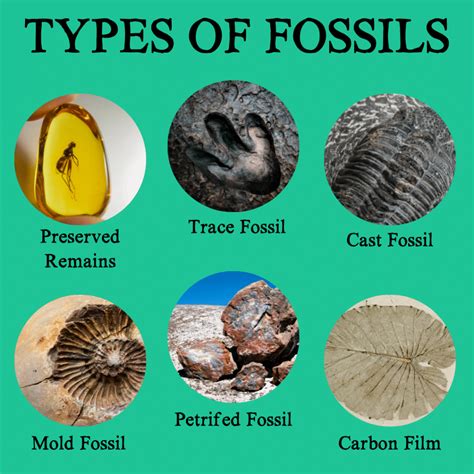 Fossiles Types et période géologique Science de la géologie