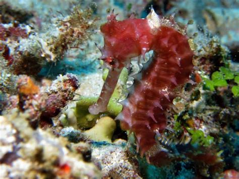 Curiosidades De Los Caballitos De Mar Que No Conoc As