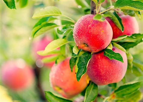 Taille De Formation D Un Arbre Fruitier En Gobelet Comment Conduire Un