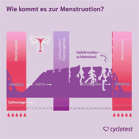 Menstruation Alles Ber Deine Periode Cyclotest