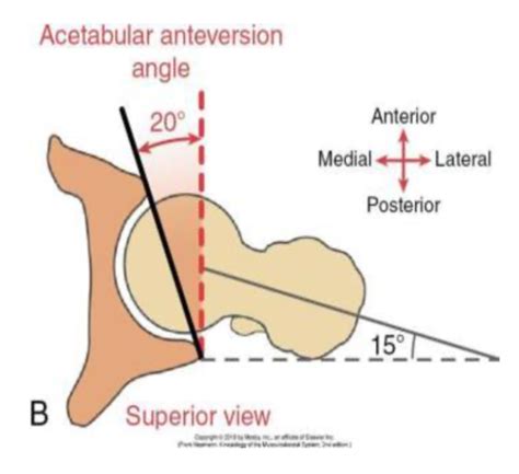 Hip Joint Anatomy Biomechanics Flashcards Quizlet