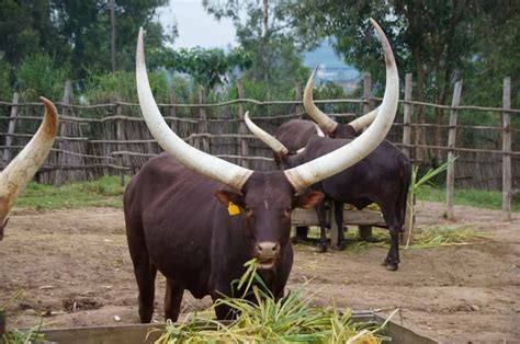 Different Types Of Cows From Around The World Chart