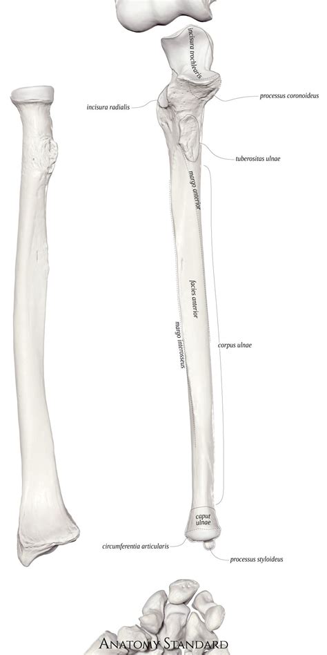 Ulna Definition Location Anatomy Functions Diagram