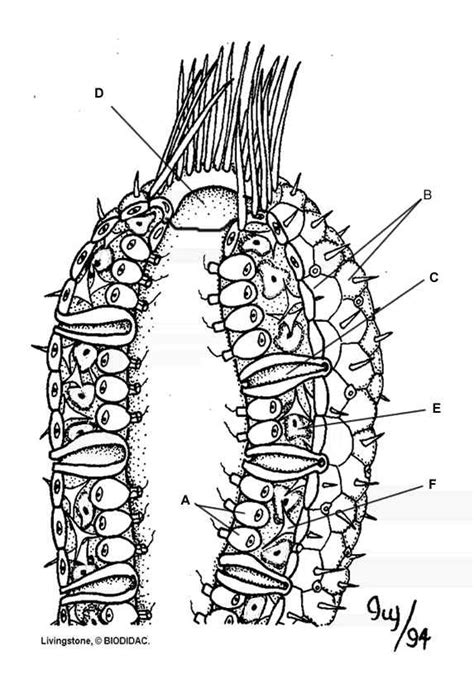 Porifera Diagram Quizlet