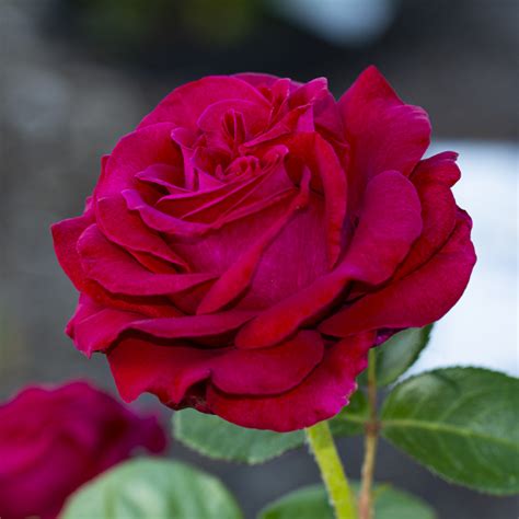 Rose Hybrid Tea Stiletto New Offerings Edmunds Roses