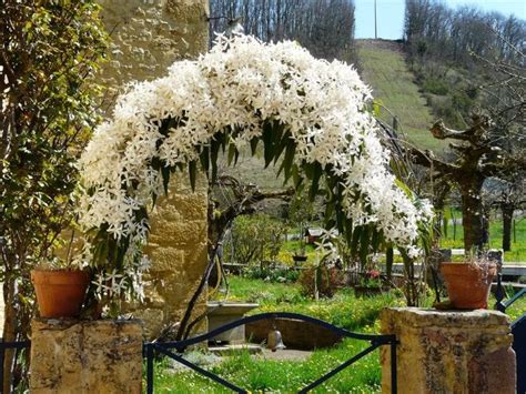 9 plantas trepadoras de crecimiento rápido Plantas trepadoras