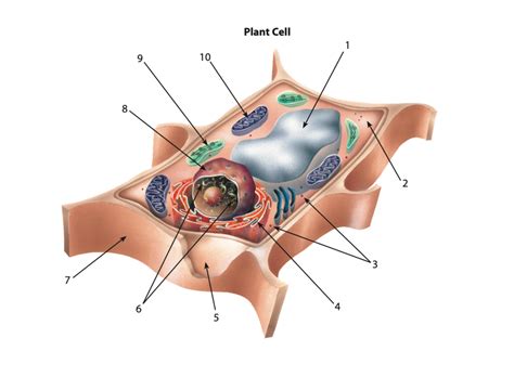 Science Ch 4 Test Plant Cell Labeling Diagram Quizlet