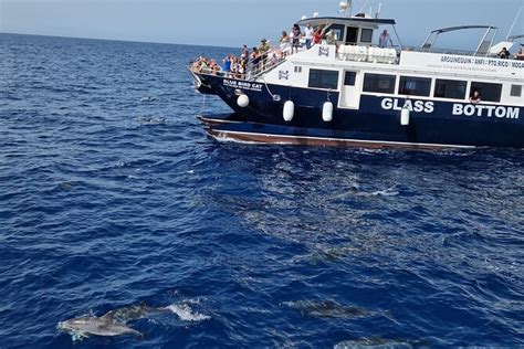 Excursion d observation des dauphins à Grande Canarie avec snorkeling