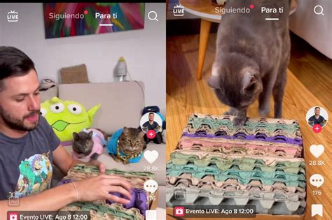 Hora de reciclar Así puedes hacer un rascador para gatos con cartones
