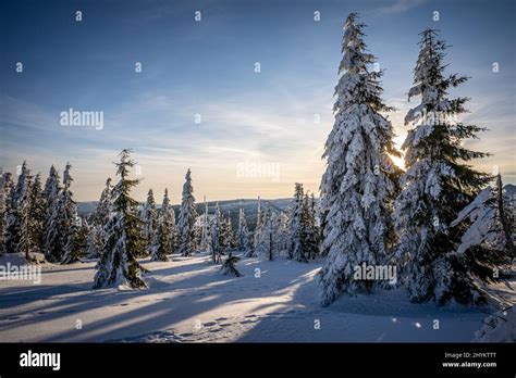 Snow Covered Pine Trees In Dreisessel Mountains On A Sunny Day Germany
