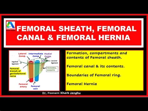 Femoral Ring Boundaries