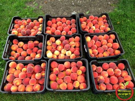 Lensachage Pour La Protection Des Fruits Ma Passion Du Verger