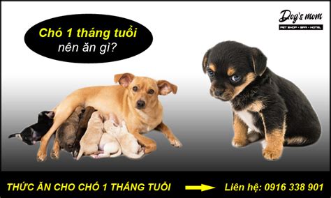 Top 19 chó con nên ăn gì mới nhất năm 2022 Máy Ép Cám Nổi Dây