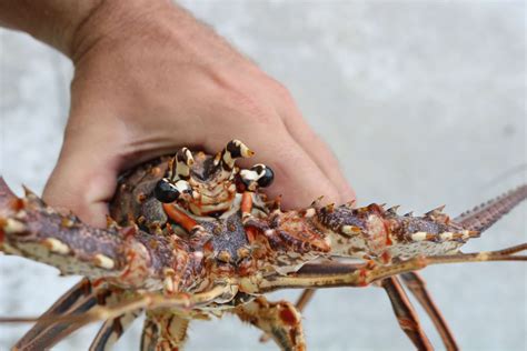 Key West Spiny Lobster Mini Season Harvesting Nature