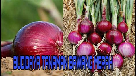 PENGENDALIAN HAMA DAN PENYAKIT PERTAMA PADA TANAMAN BAWANG MERAH YouTube