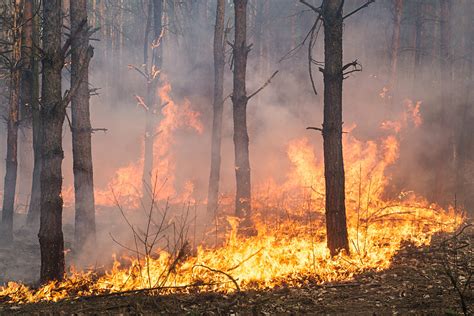 Decenas de incendios forestales activos en el país cómo afecta el