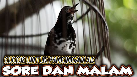 ANIS KEMBANG GACOR NGEPLONG PANCINGAN ANIS KEMBANG SORE DAN MALAM HARI