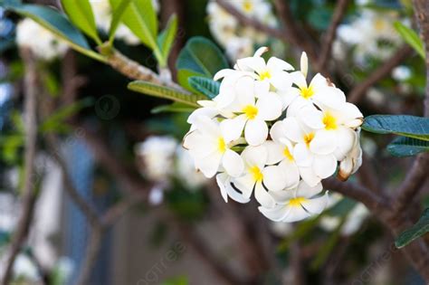 Fundo Flores Brancas Em Uma Rvore Um Buqu De Flores Brancas Em Plena