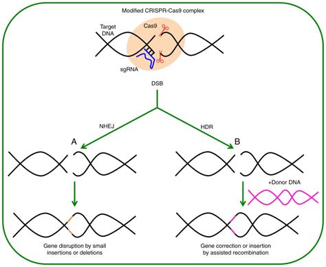 Crispr Cas9 Review Bruin Blog