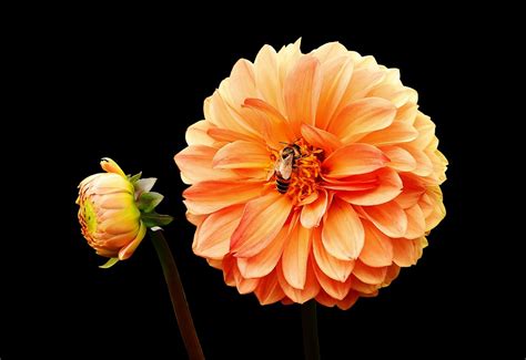 Dahlia Dahlior Bin Gratis foto på Pixabay Pixabay