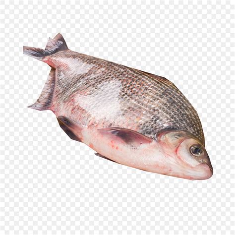 รปปลาสด PNG ปลาสด PNG ปลา อาหารภาพ PNG สำหรบการดาวนโหลดฟร