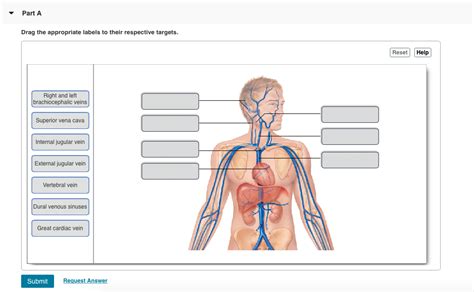 Superior Vena Cava Anatomy Anatomical Charts Posters