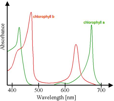 Chlorophylle D Finition Et Explications