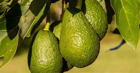 De Semilla A Fruto C Mo Cultivar Un Rbol De Aguacate En Maceta La