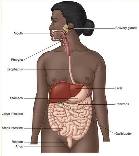 Alimentary Canal Diagram Quizlet