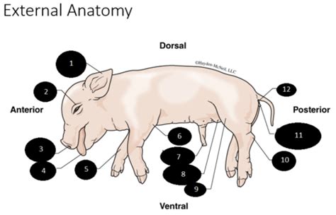 Fetal Pig External Anatomy Flashcards Quizlet